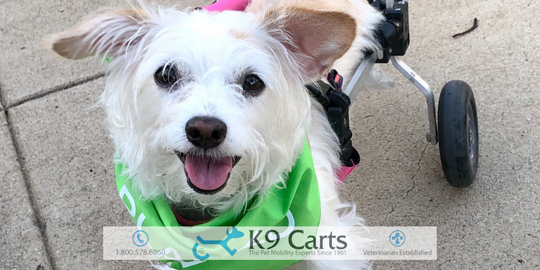 How K9 Carts' Wheelchairs Help Three-Legged Dogs Thrive