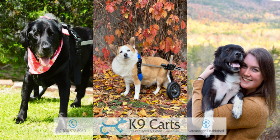 Vestibular Disease in Dogs: Causes, Symptoms, and Treatment – K9 Carts