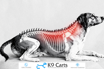 Discospondylitis in Dogs: Causes, Symptoms, and Treatment Options – K9 ...