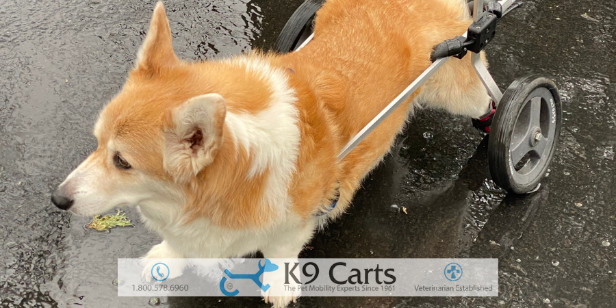How to Build a DIY Dog Wheelchair for Front or Back Legs – K9 Carts