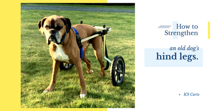 How to Strengthen an Old Dog's Hind Legs – K9 Carts