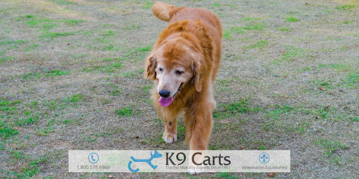 My Dog is Suddenly Lethargic, Wobbly, and Off Balance: Causes and ...