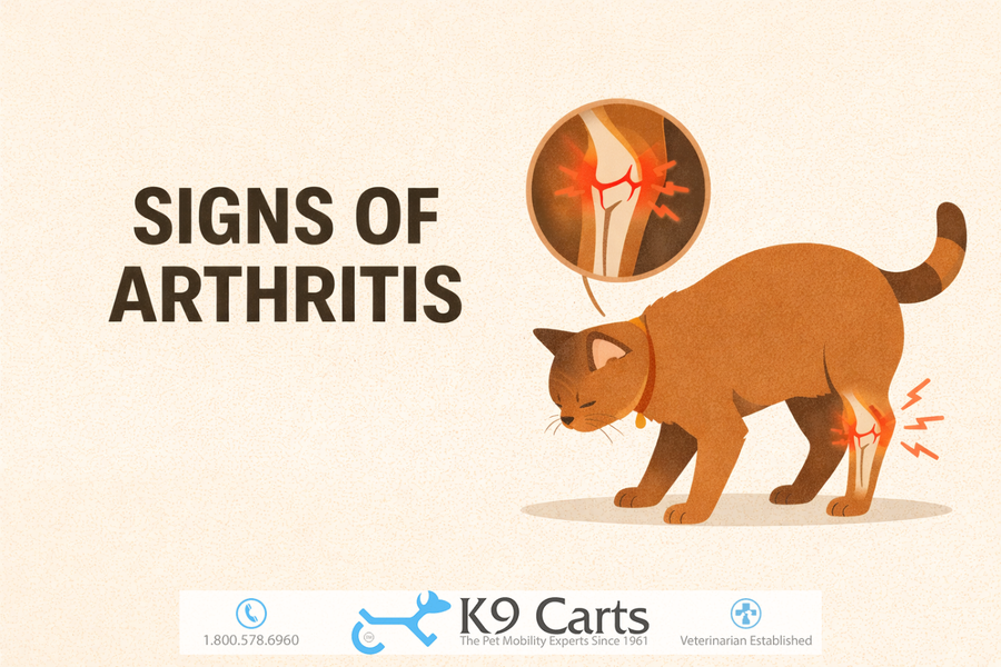 Is My Cat's Leg Broken? How to Recognize Key Symptoms & What to Do – K9 ...