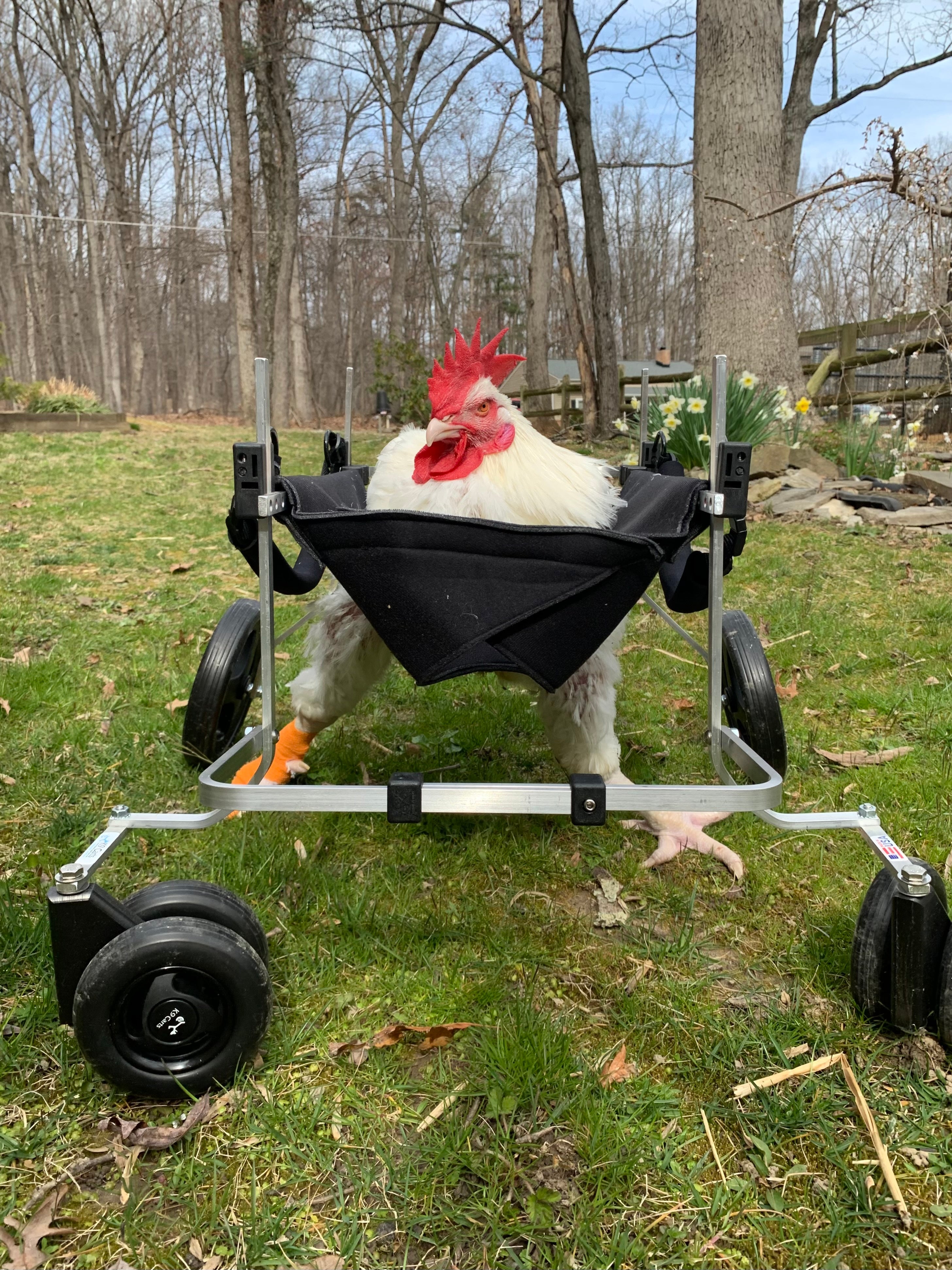 Avian Wheelchair - Chicken, Duck, Turkey - K9 Carts