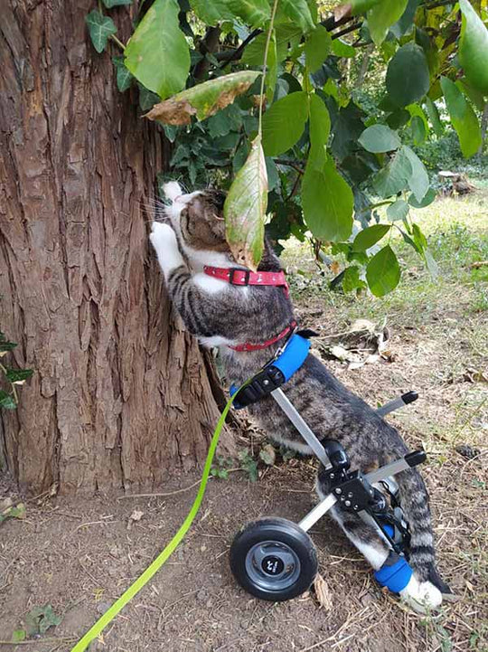 Cat Wheelchair - Front & Back Legs - Made in USA | K9 Carts