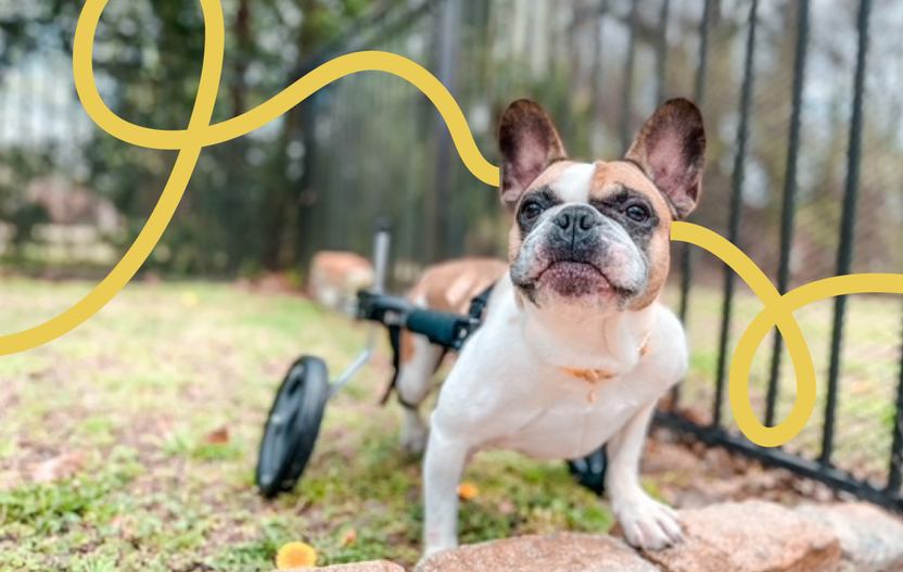 The #1 Custom Dog Wheelchair - Made in the USA - K9 Carts