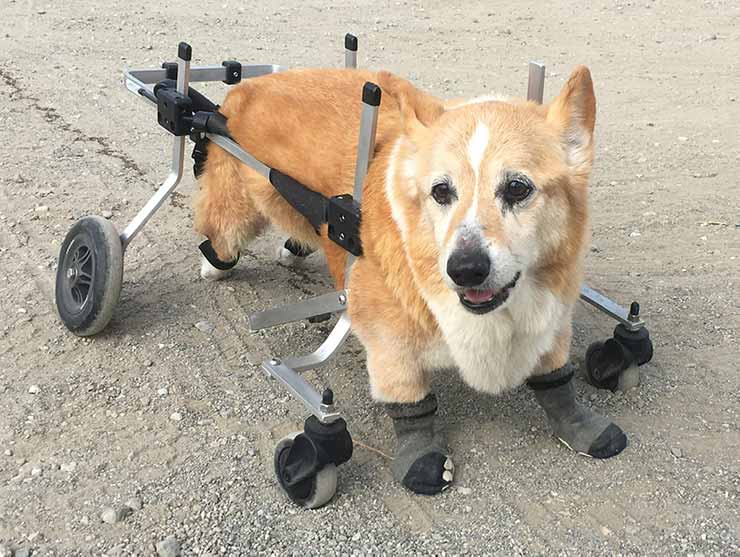 Full Support Dog Wheelchair - Quad Mobility Cart, 4 Wheels - K9 Carts