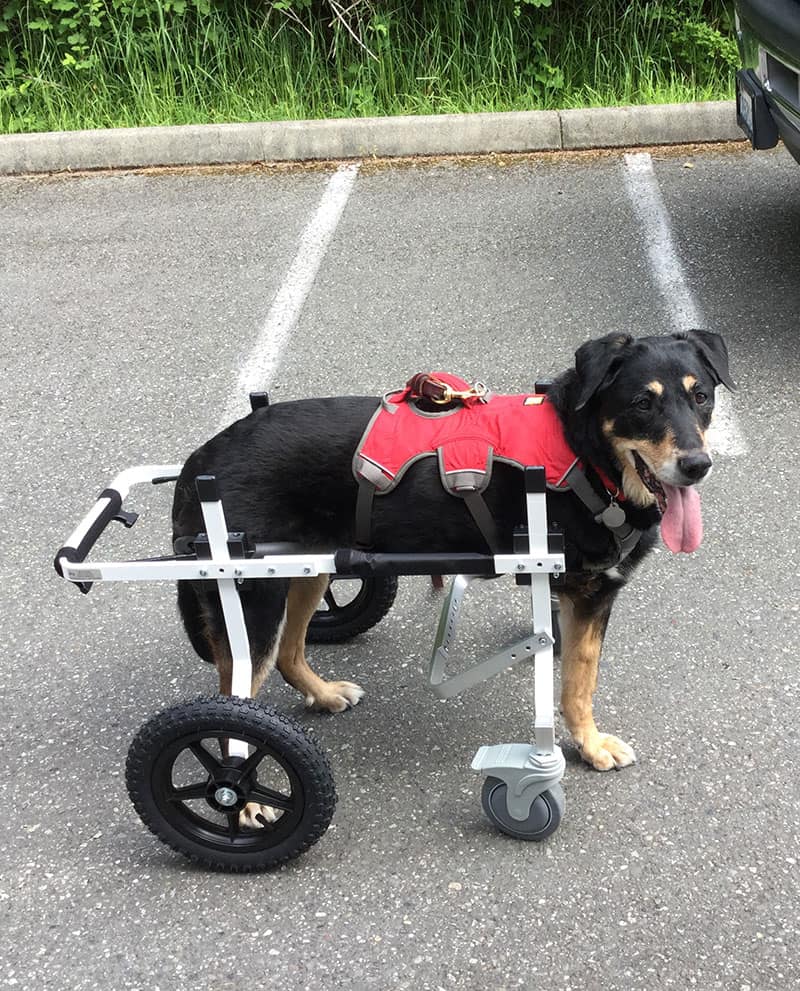 Full Support Dog Wheelchair - Quad Mobility Cart, 4 Wheels - K9 Carts