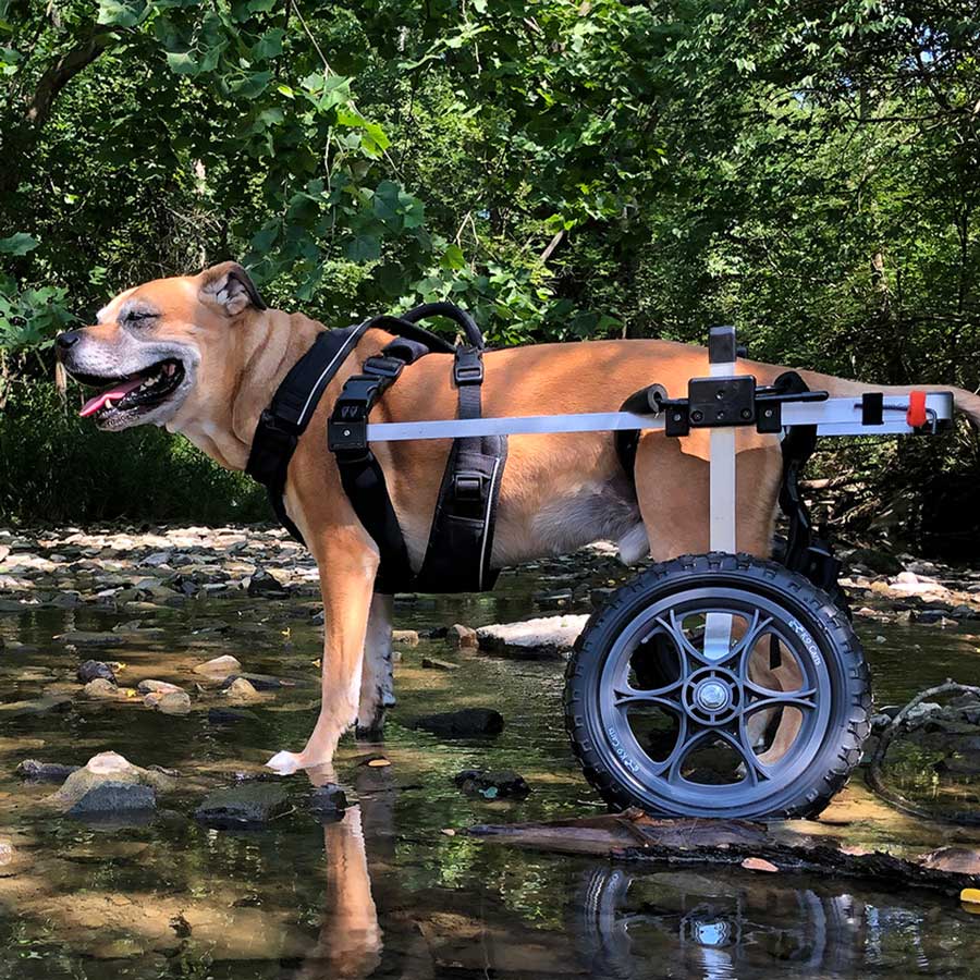 Dog Wheelchair for Back Legs - Rear Support - K9 Carts