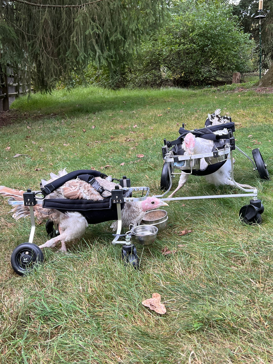 Avian Wheelchair - Chicken, Duck, Turkey - K9 Carts