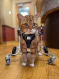 Cat Wheelchair - Front & Back Legs - Made in USA | K9 Carts