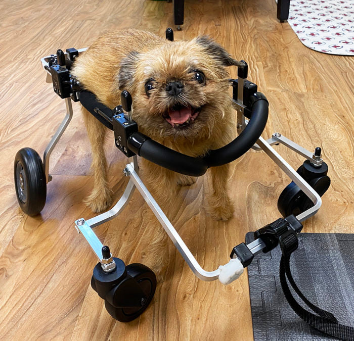 Full Support Dog Wheelchair - Quad Mobility Cart, 4 Wheels - K9 Carts