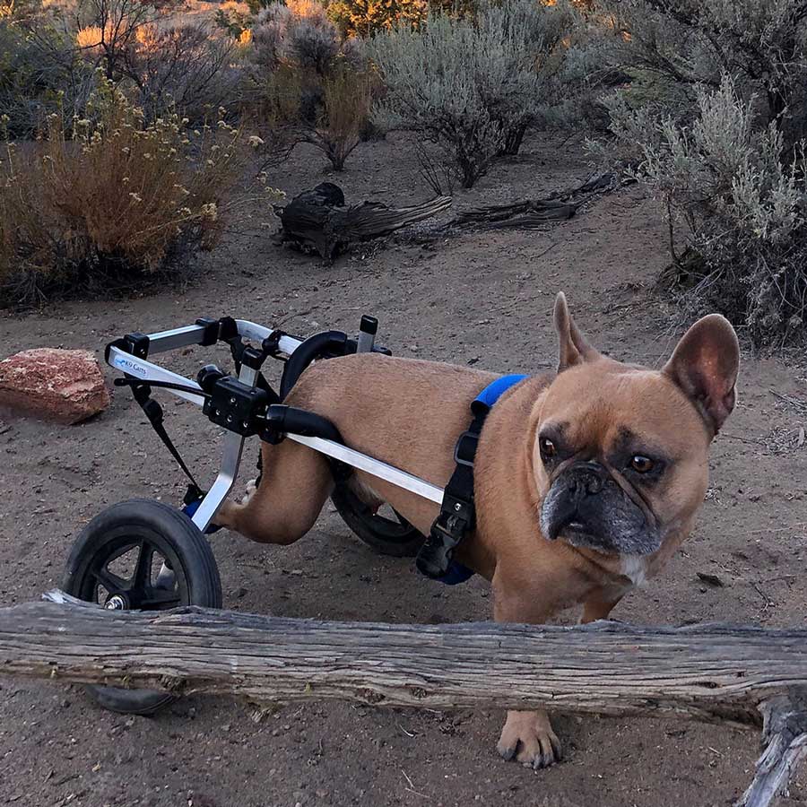 Dog Wheelchair for Back Legs - Rear Support - K9 Carts