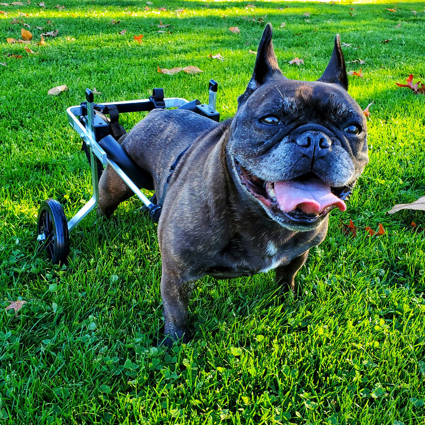 The #1 Custom Dog Wheelchair - Made in the USA - K9 Carts