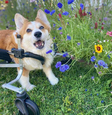 The #1 Custom Dog Wheelchair - Made in the USA - K9 Carts