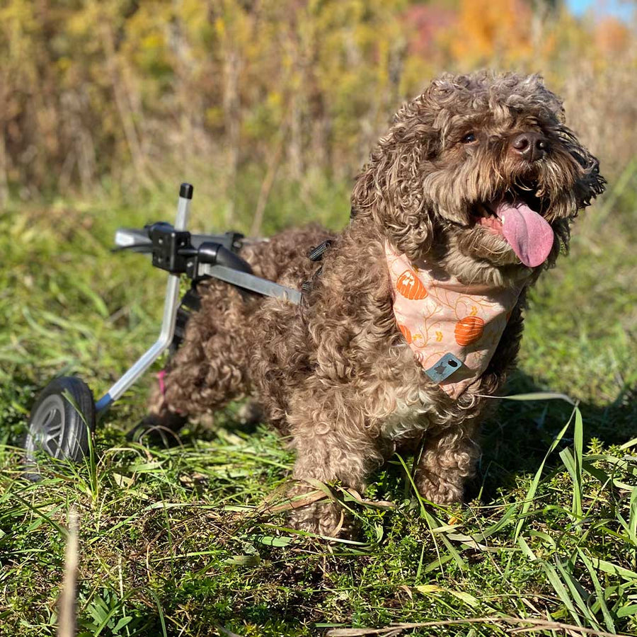 Dog Wheelchair for Back Legs - Rear Support - K9 Carts