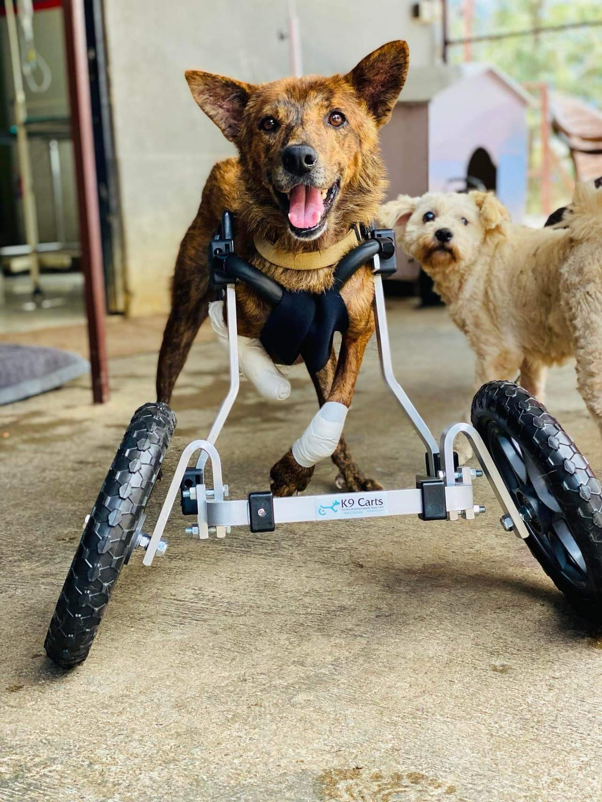 The #1 Custom Dog Wheelchair - Made in the USA - K9 Carts