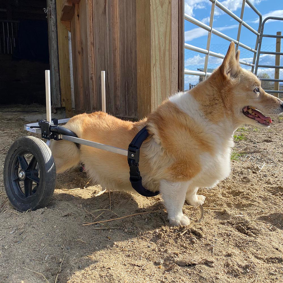 Dog Wheelchair for Back Legs - Rear Support - K9 Carts