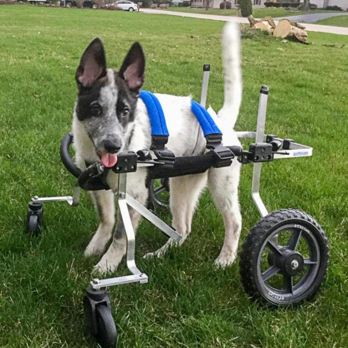 Full Support Dog Wheelchair - Quad Mobility Cart, 4 Wheels - K9 Carts