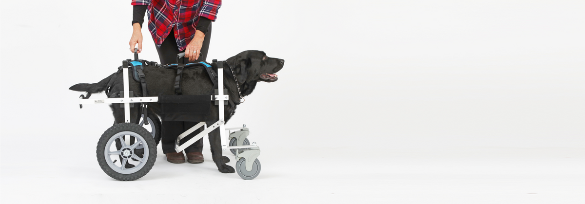 The #1 Custom Dog Wheelchair - Made in the USA - K9 Carts