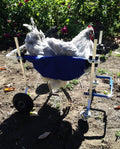 Avian Wheelchair - Chicken, Duck, Turkey - K9 Carts