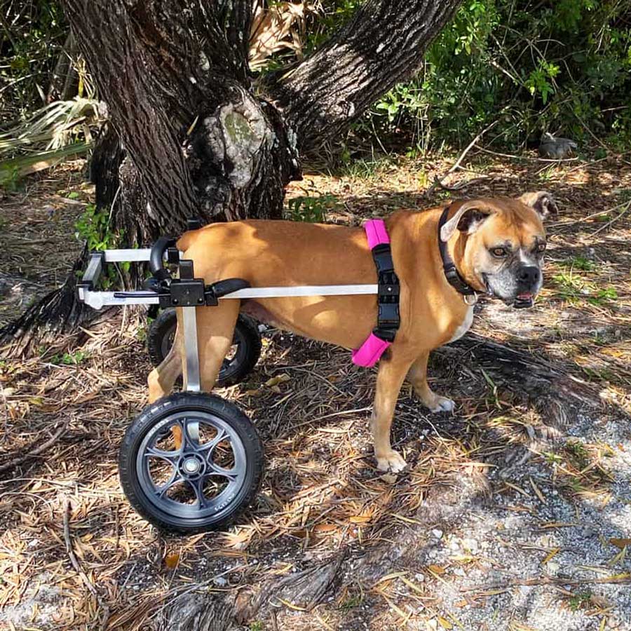 Dog Wheelchair for Back Legs - Rear Support - K9 Carts