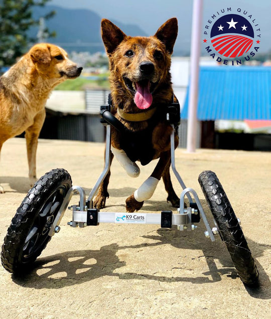 Front Leg Deformity in Dogs: Signs, Causes, Treatment, and Management ...