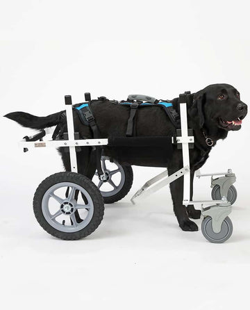 Full Support Dog Wheelchair - Quad Mobility Cart, 4 Wheels - K9 Carts
