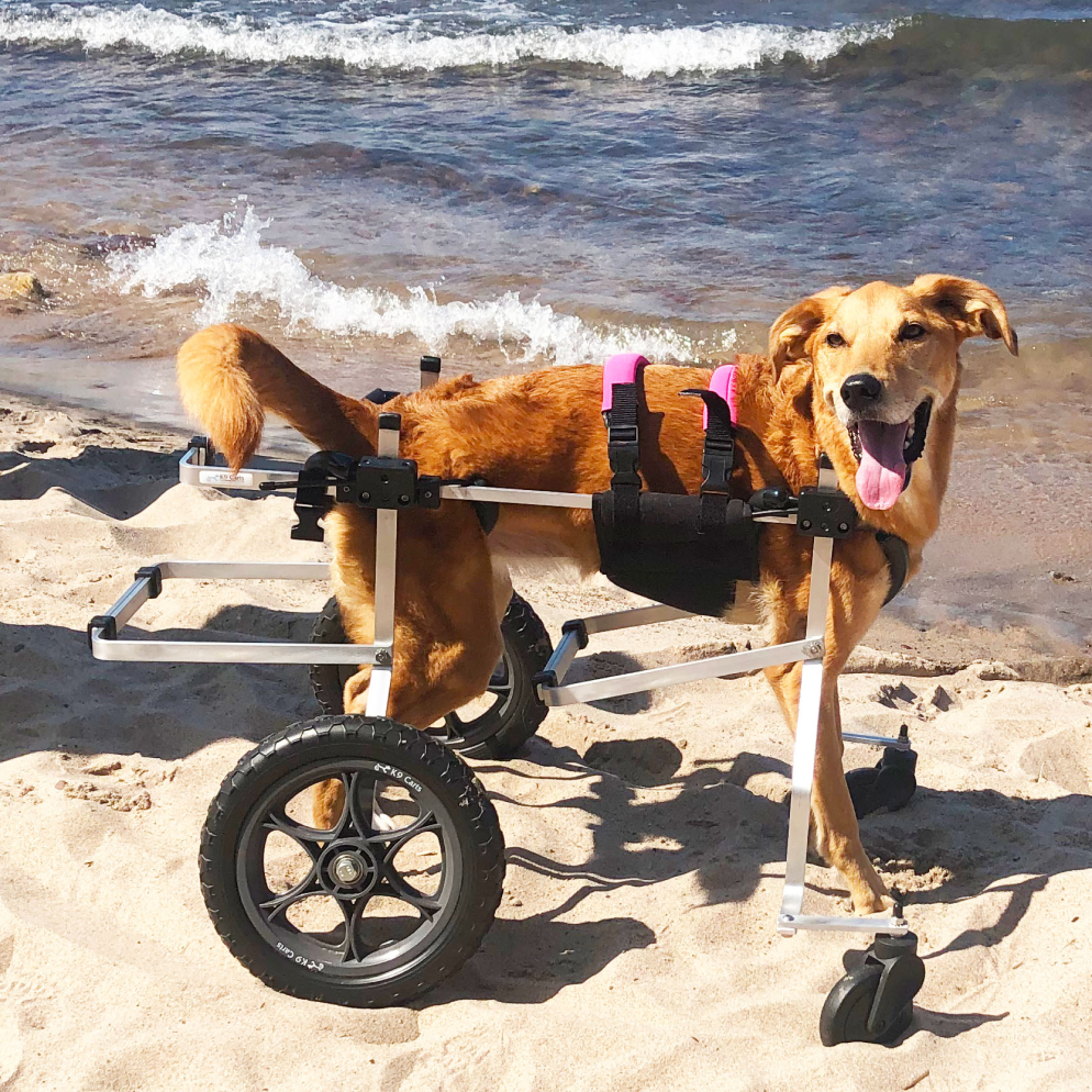 The Leader in Pet Mobility & Dog Wheelchairs for over 50 years | K9 Carts