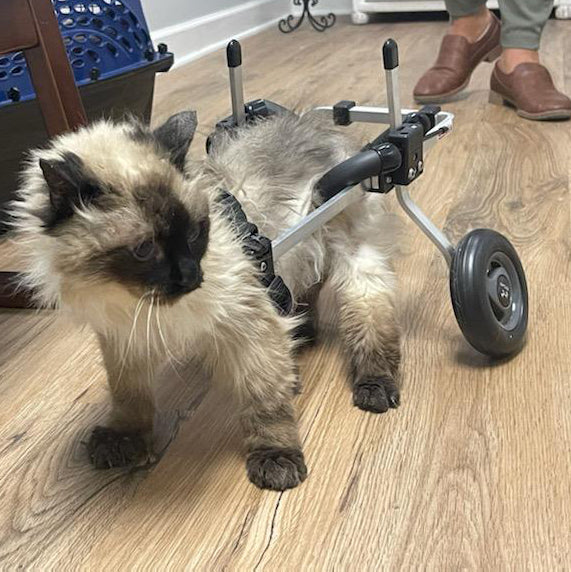Cat Wheelchair - Front & Back Legs - Made in USA | K9 Carts