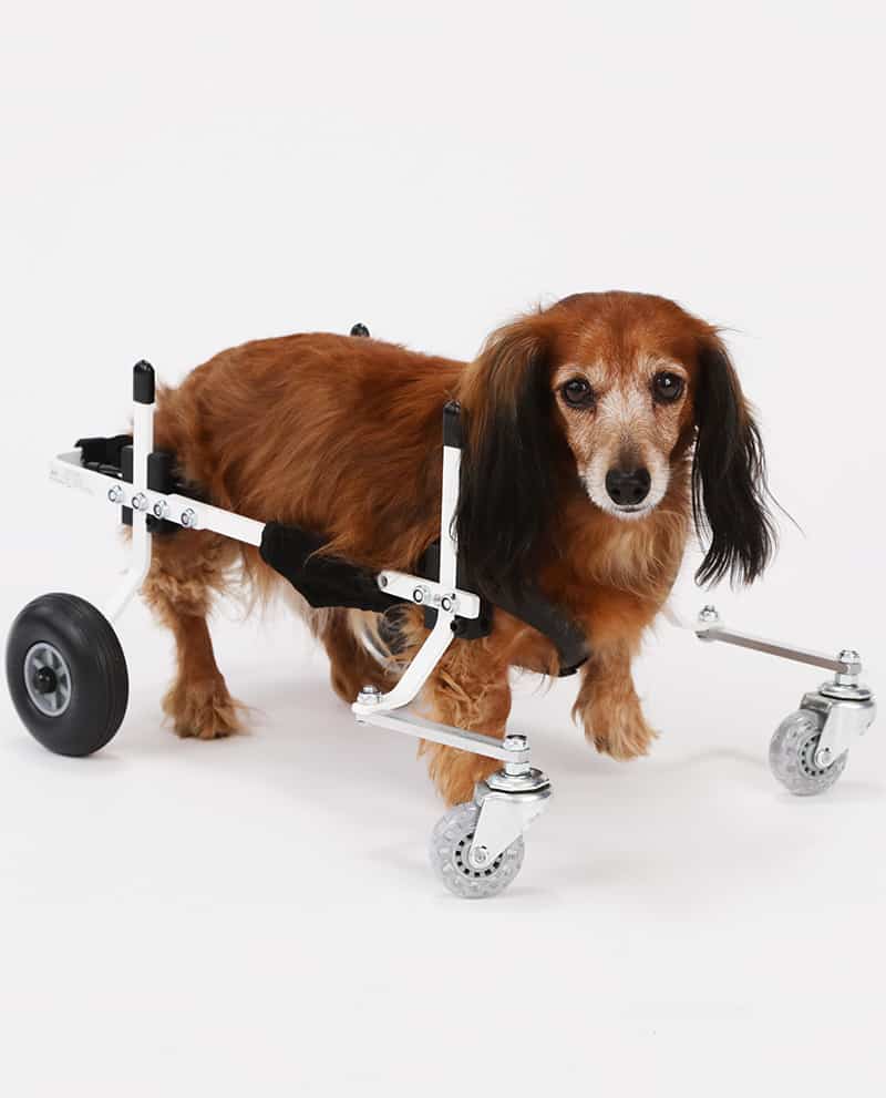 Full Support Dog Wheelchair - Quad Mobility Cart, 4 Wheels - K9 Carts