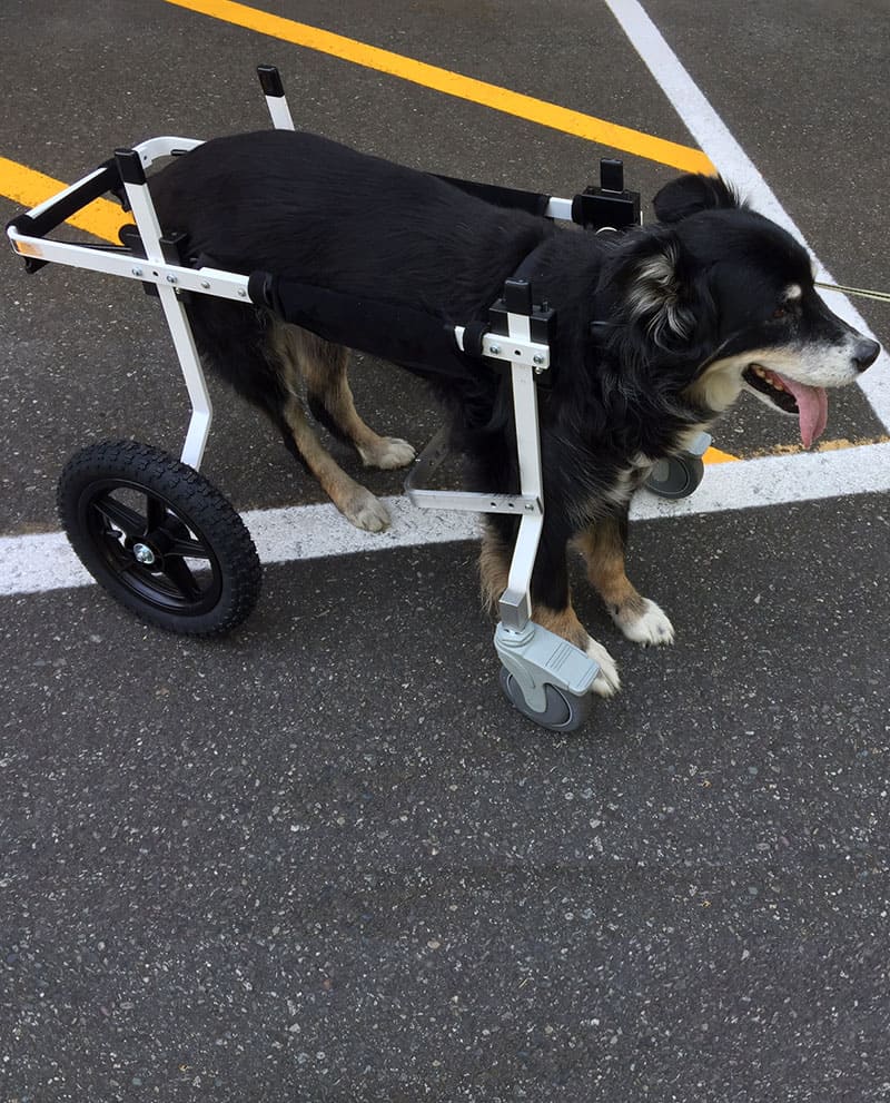 Full Support Dog Wheelchair - Quad Mobility Cart, 4 Wheels - K9 Carts